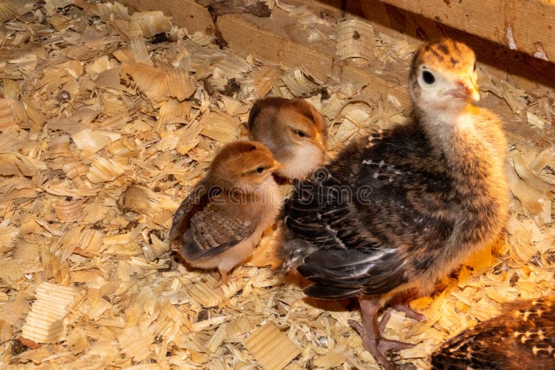 Small turkeys stock photo. Image of chicks, flock, pecking - 31917464