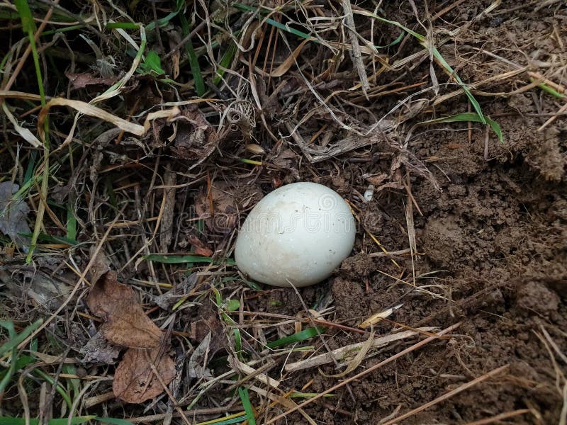 High Angle Shot of a Small White Egg in the Soil in Jungle with ...