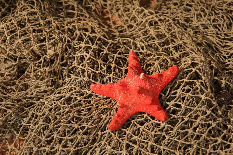 High Angle Shot of a Starfish on a Fishing Net Stock Photo - Image of ...