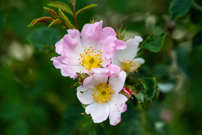 High Angle Shot of Sweet Briers Surrounded by Greenery in a Field Under ...
