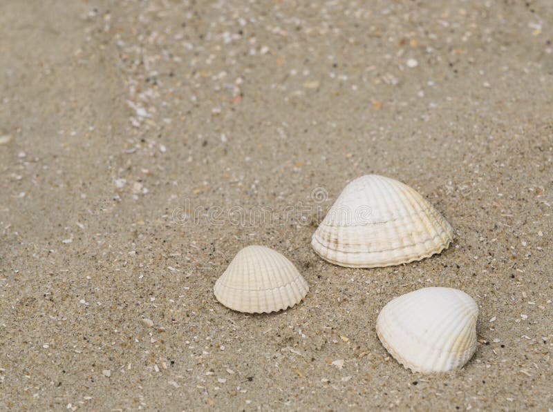 Shellfish on Sand beside Coast Stock Image - Image of seashell ...