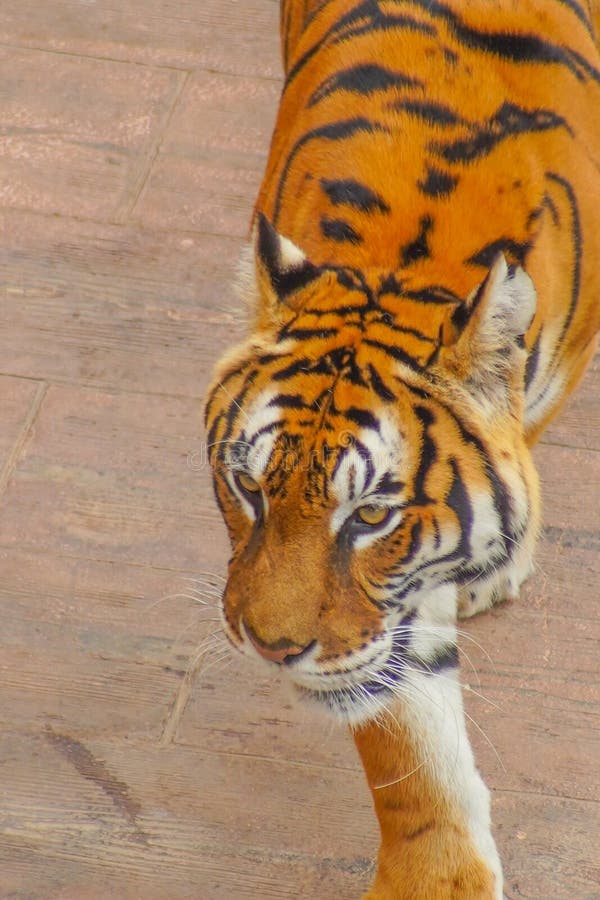 High Angle Shot of a Tiger Walking on the Zoo Stock Photo - Image of ...