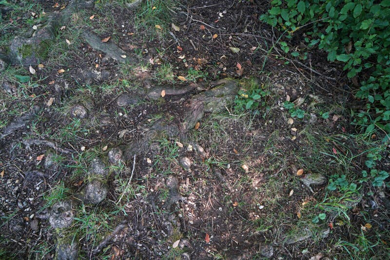 High Angle Shot of Tree Roots in a Forest Stock Photo - Image of ...