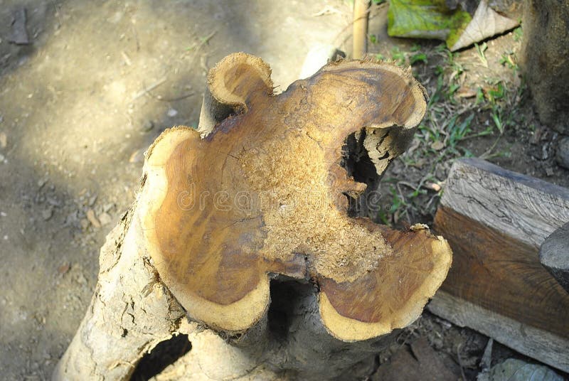 High Angle Shot of a Tree Stump Stock Image - Image of natural, brown ...