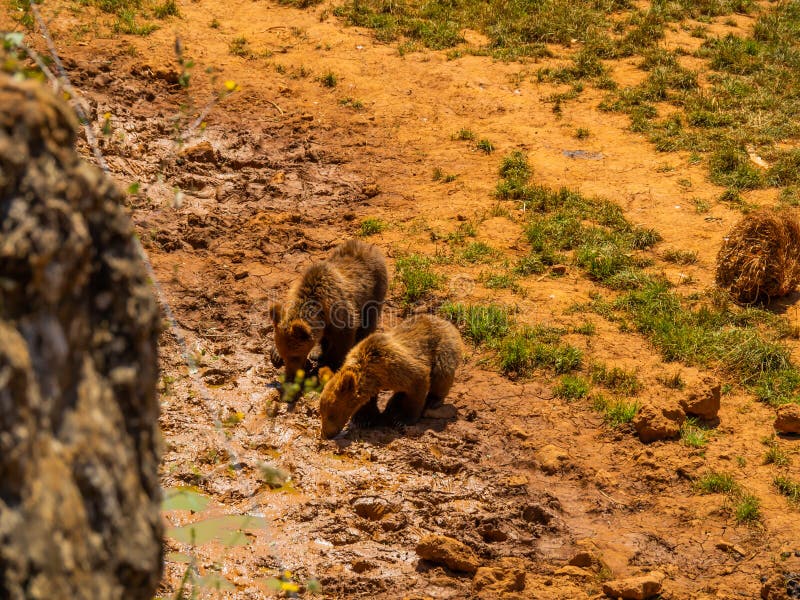 High Angle Shot of Two Fuzzy Bears Feeding in a Dry Field Stock Image ...