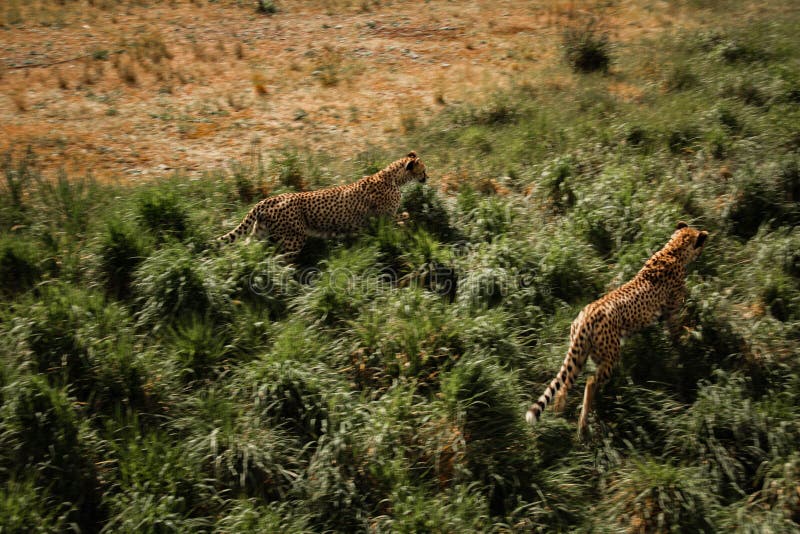 High-angle Shot of Two Running Cheetah in Wildlife. Stock Photo - Image ...