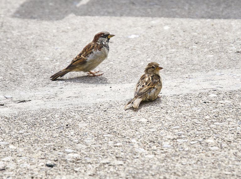 High Angle Shot of Two Sparrows on the Ground in Canada Stock Image ...