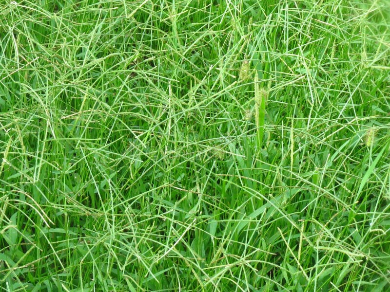 High Angle Shot of the Vibrant Green Grass Growing on the Ground Stock ...