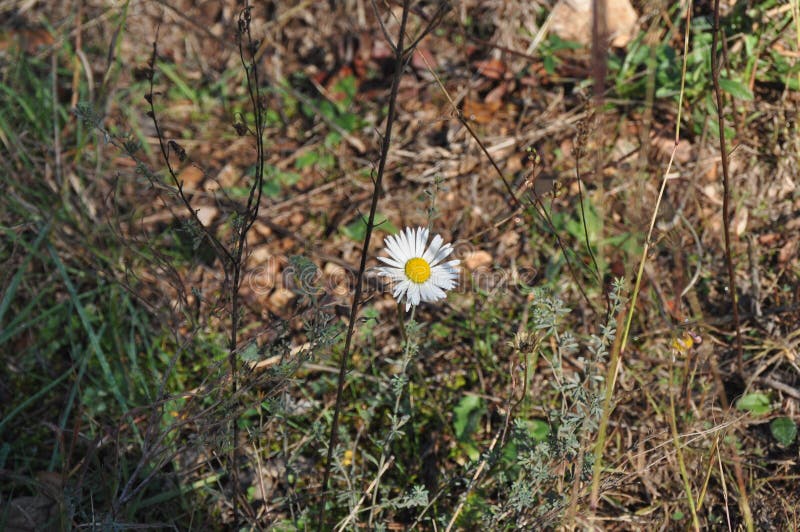Big Daisy in the forest stock photo. Image of saverbig - 189620566