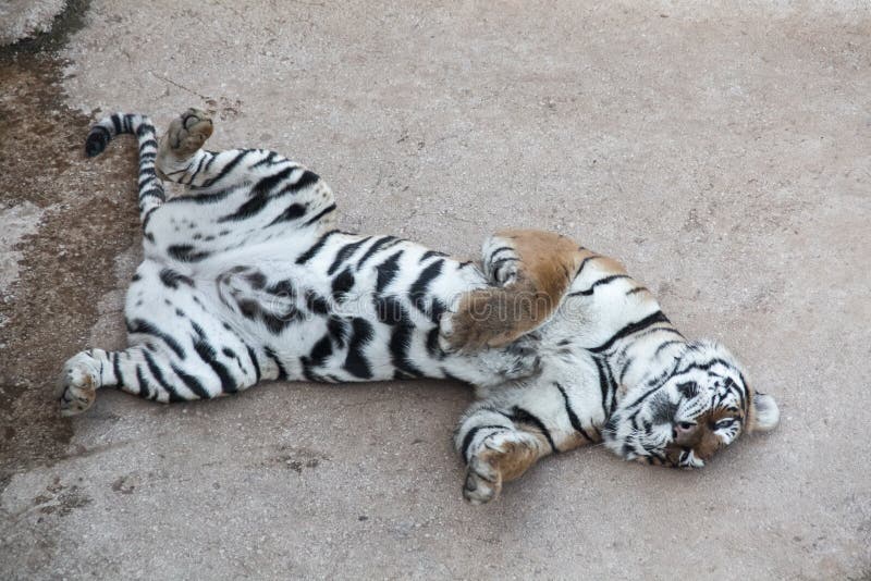 High Angle Shot of a White Tiger Lying on Its Back Stock Photo - Image ...
