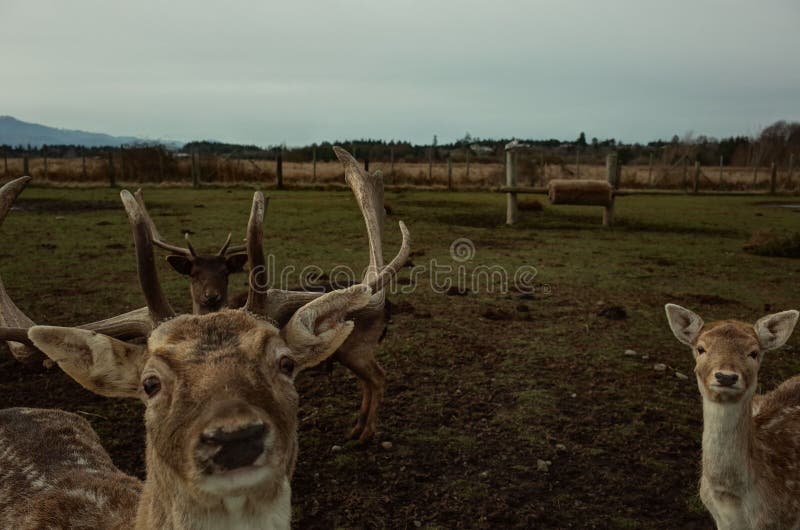 High Angle Shot of Wild Deer Looking at the Camera on a Field Stock ...