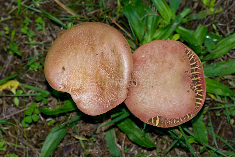 High Angle Shot of the Xerocomus Mushrooms in the Wild Stock Image ...