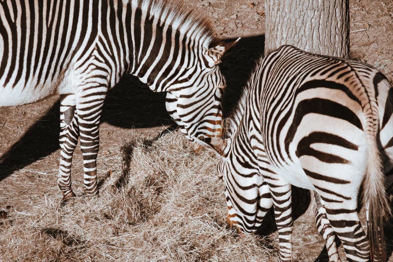 High Angle Shot of Zebras Eating Grass in the Zoo Stock Photo - Image ...