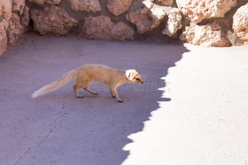 High Angle Side View of Cute Yellow Mongoose Seen Walking in a Small ...
