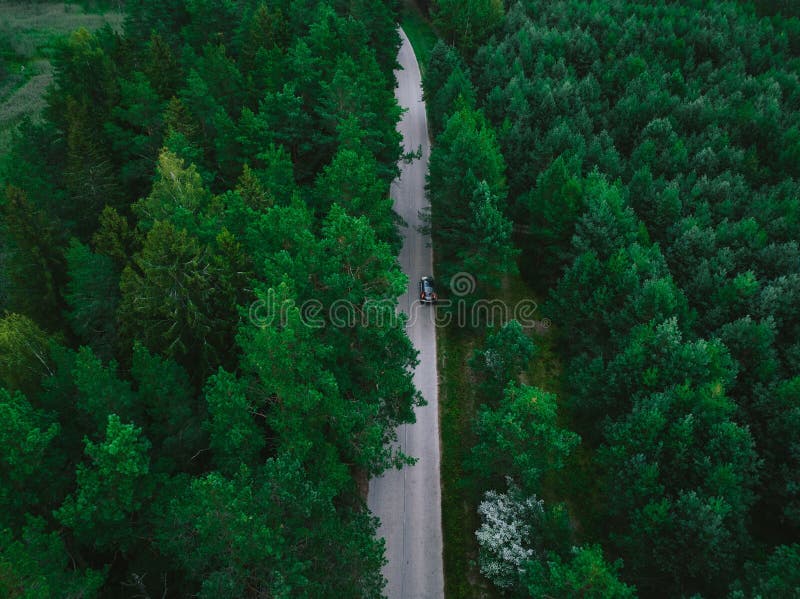 High Angle of Sugi Trees in the Forest Stock Image - Image of landscape ...