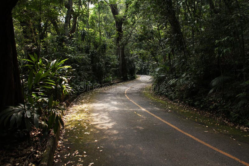 High-angle of a Sunlit Road with Green Trees on Both Sides Stock Image ...