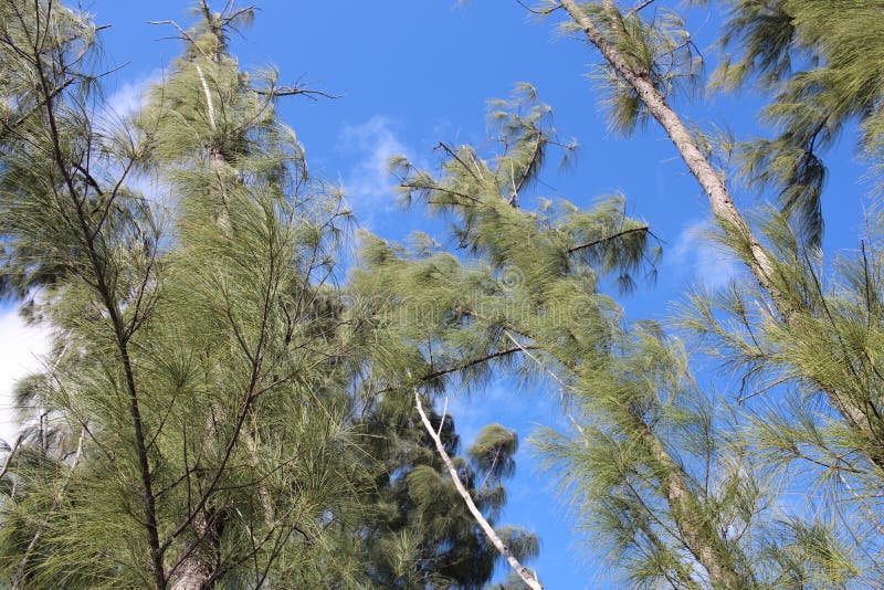 High angle Trees stock photo. Image of mountain, wilderness - 212932524