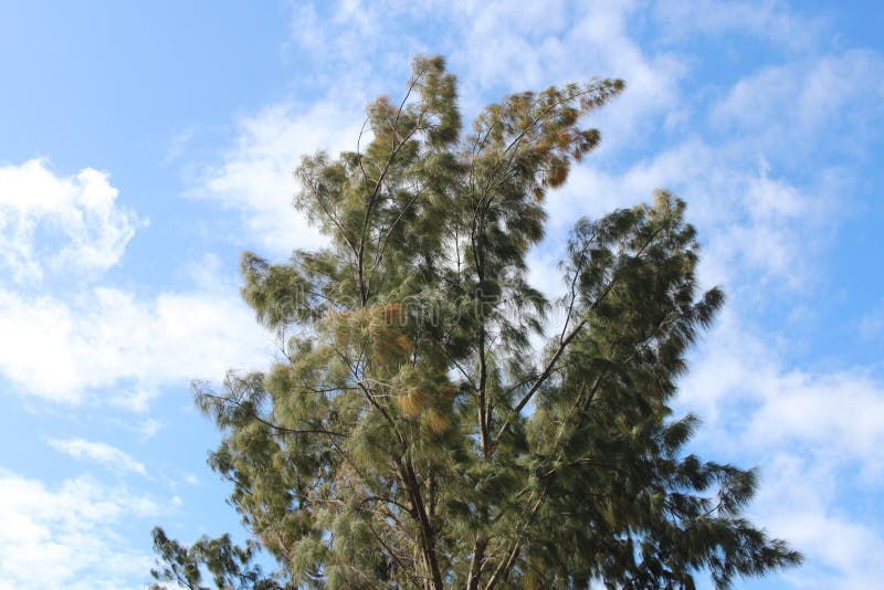 High angle Trees stock photo. Image of branch, flower - 212931970