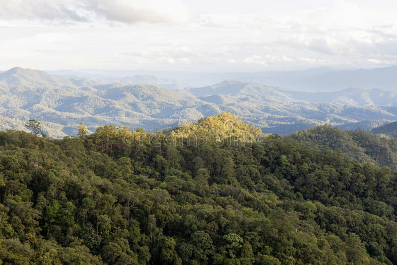 High Angle Tropical Forest, Green Forest Aerial View and Environmental ...