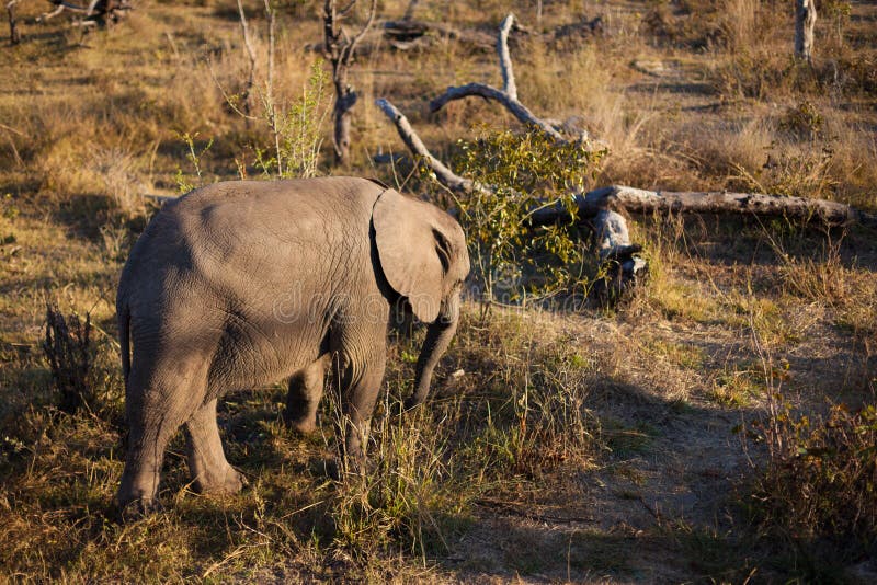 High Angle View of Baby Elephant Stock Photo - Image of elephant, ears ...
