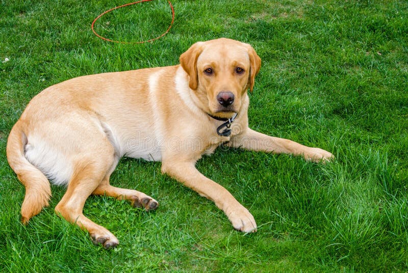 High-angle View of a Beige Labrador Retriever Dog Lying on the Grass ...