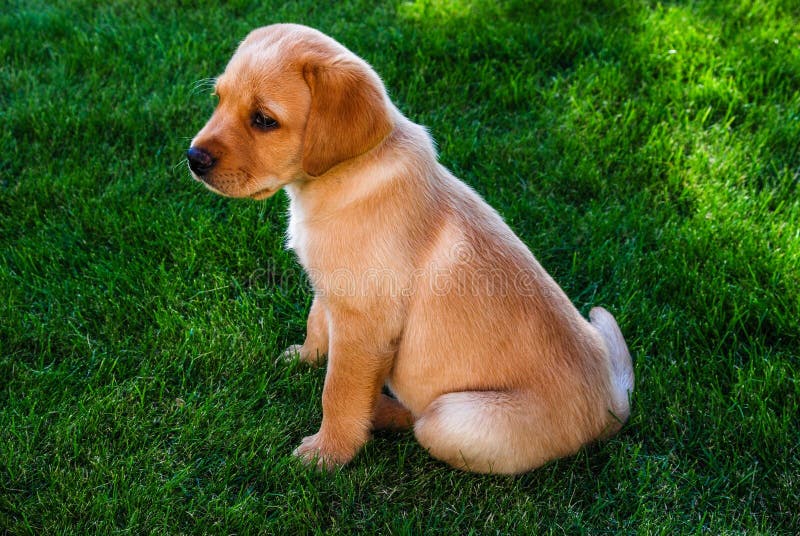 High-angle View of a Beige Labrador Retriever Puppy Sitting on the ...