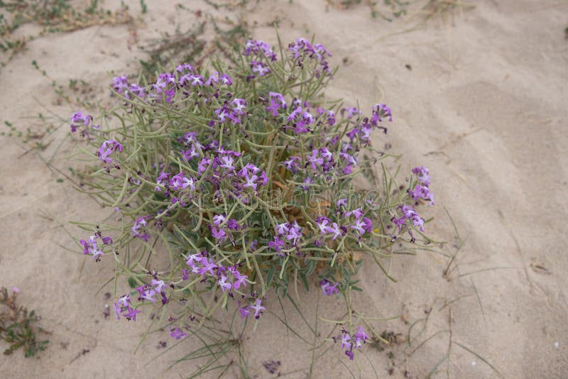 High Angle View of Bird S-eye Gilia Bush Surrounded by Sand with a ...