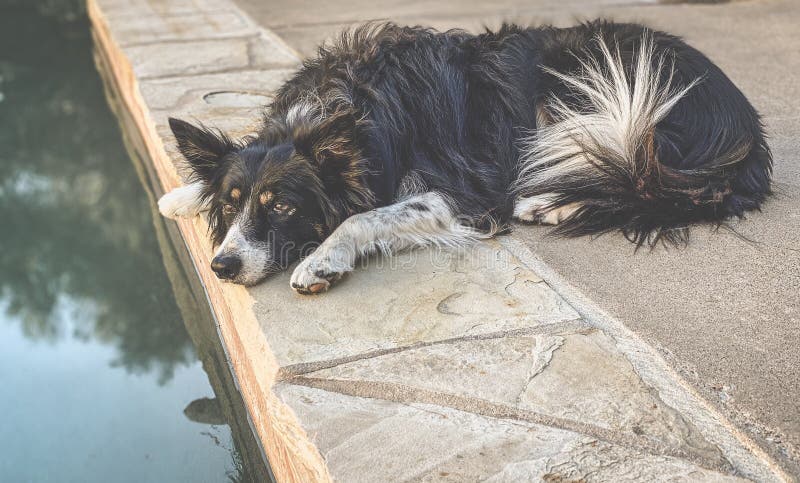 Border collie poolside stock image. Image of angle, next - 242036789