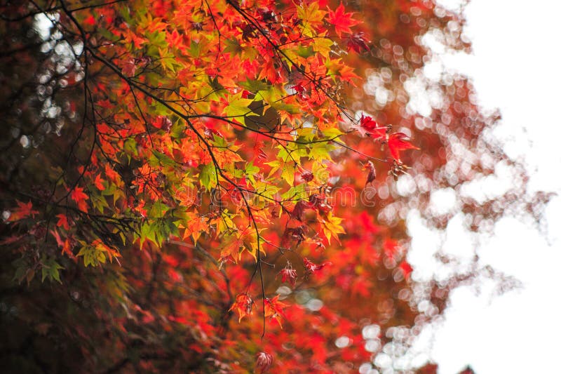 High Angle View Branches of Tree with Autumnleaves Stock Image - Image ...