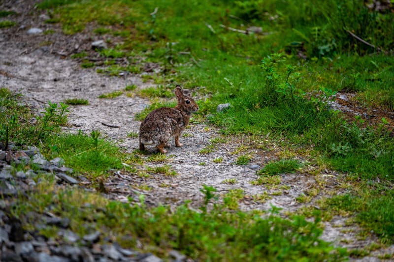High-angle View of a Brown Cotton Tail Rabbit on the Field with Soil ...