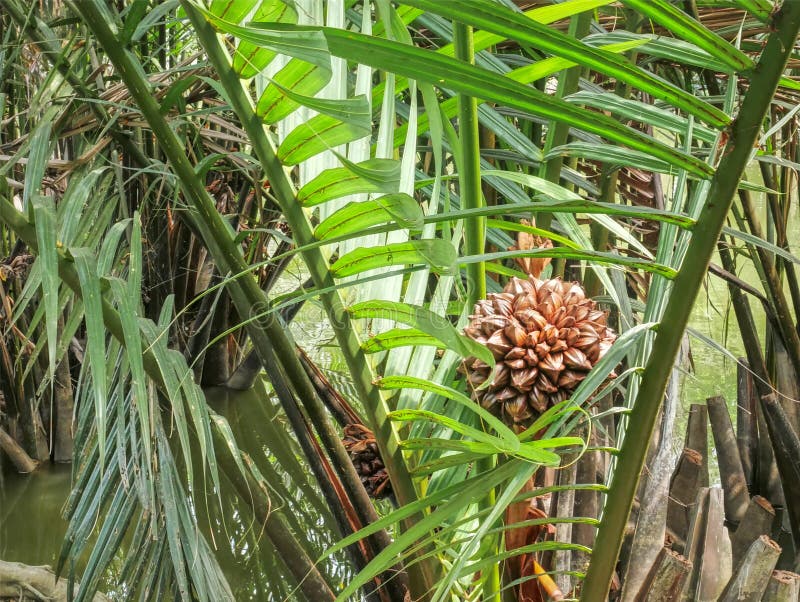 Bunch of Palm Fruit in the Middle of Palm Tree Branches in the Swamp ...
