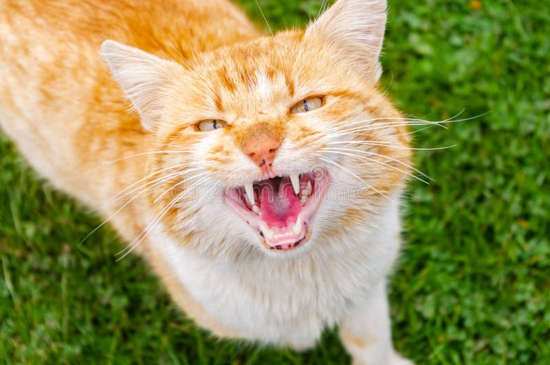 High angle view of cat stock photo. Image of carnivore - 221268990