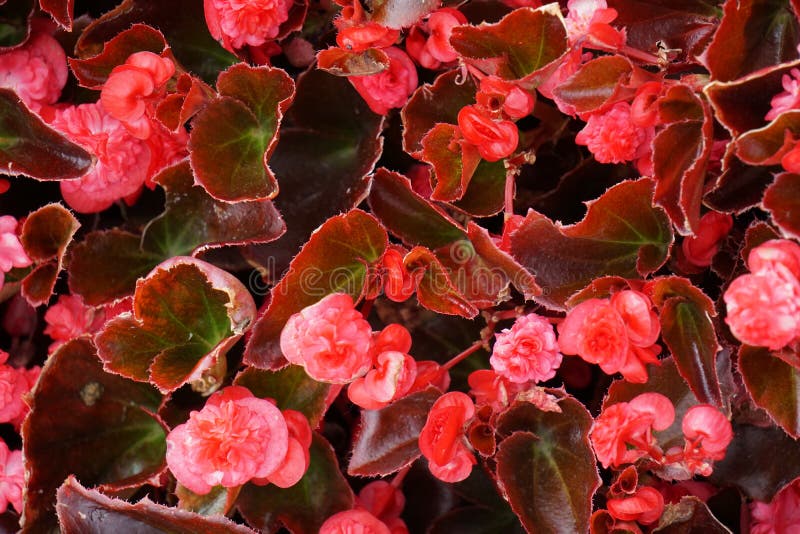 High Angle View of Colorful Flowers and Plants Stock Image - Image of ...