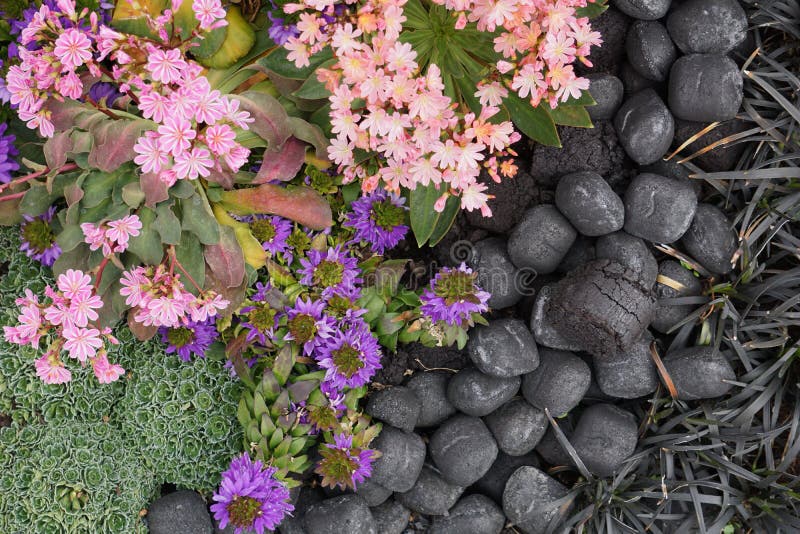 High Angle View of Colorful Flowers and Plants with Coal Stock Image ...