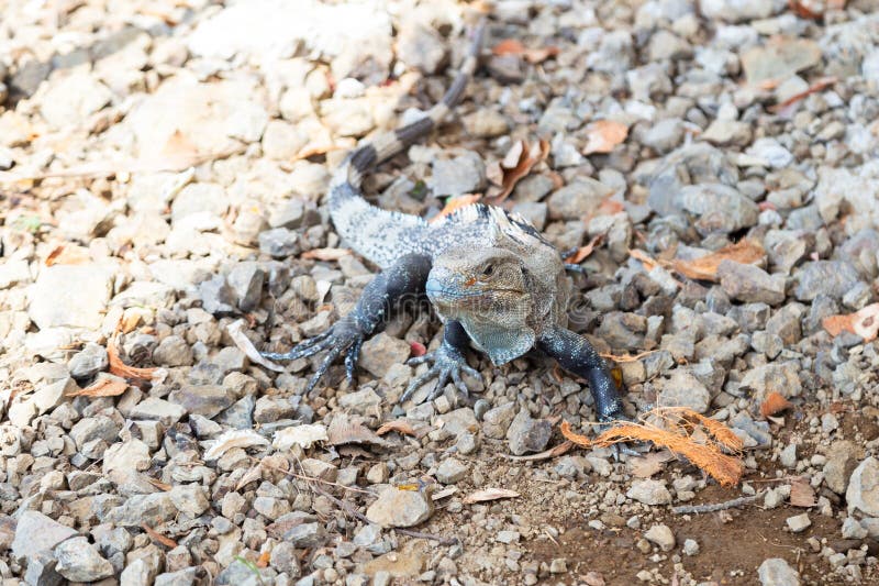 High Angle View of Colourful Alert Ctenosaur or Spinytail Iguana on the ...