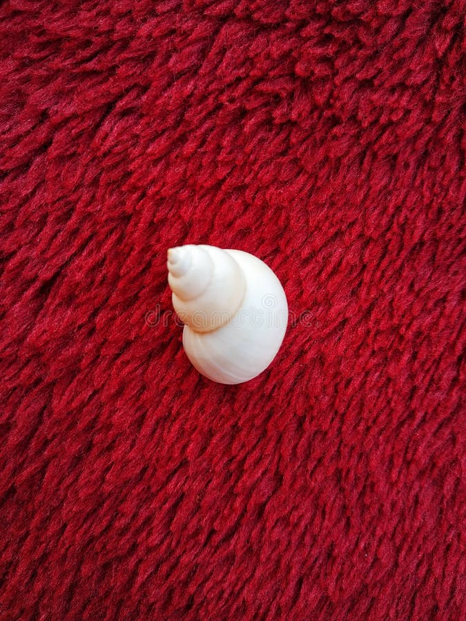 Top View of Conch Shells on Green Velvet. Soft Lighting. Close Up ...