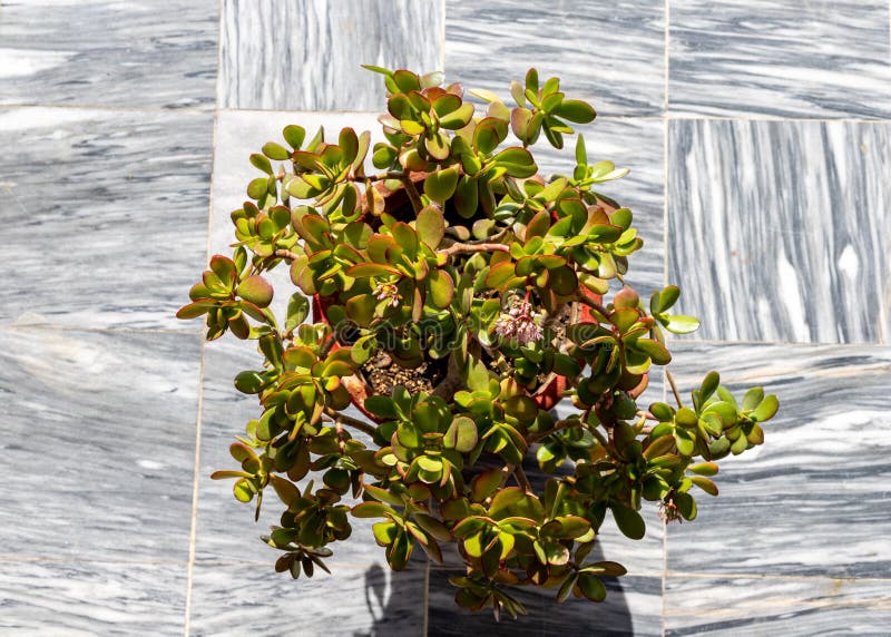High Angle View of Crassula Ovata Jade Plant Stock Photo - Image of ...