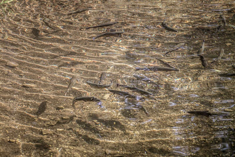 High Angle View of a Crystal Clear Lake with Small Fish Swimming in it ...