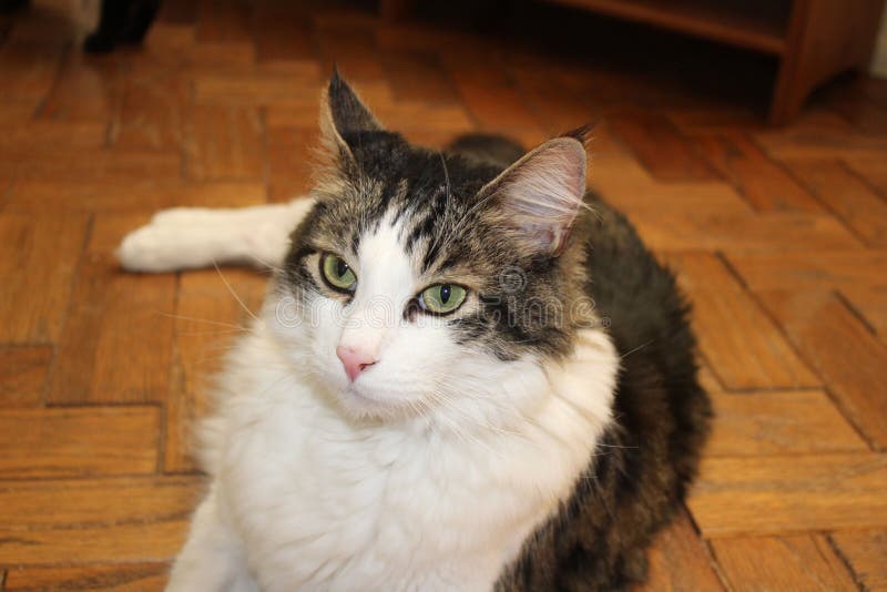 High Angle View of a Cute Cat on Tabletop with Striking Green Eyes ...