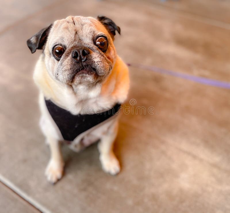 Cute pug stock photo. Image of view, eyes, angle, high - 213633768