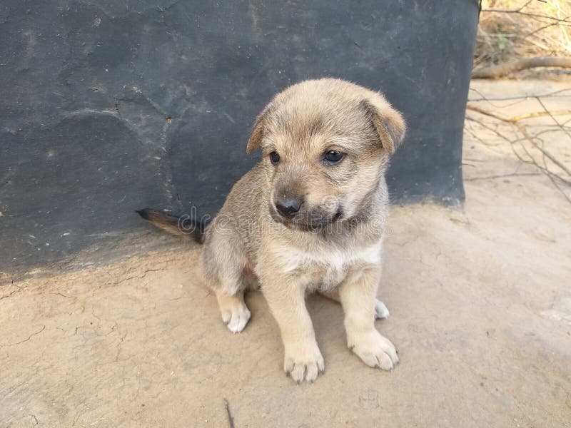 High Angle View of Cute Puppy Stock Image - Image of angle, cute: 170980845