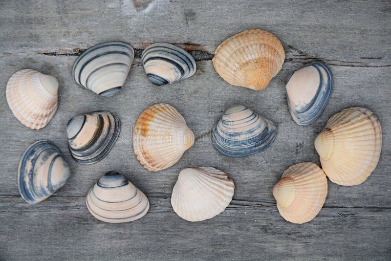 High Angle View of Different Seashells on a Wooden Table Under the ...