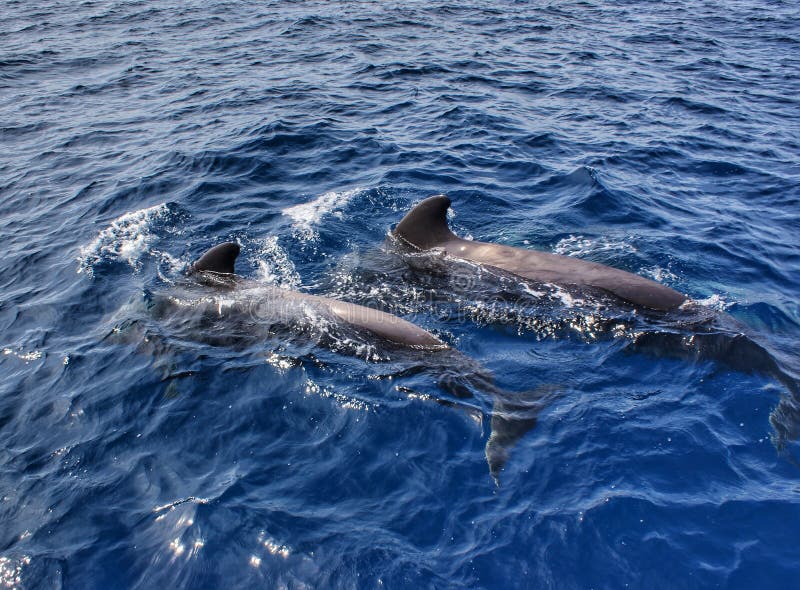 High Angle View of Dolphin Swimming in Sea Stock Image - Image of ...