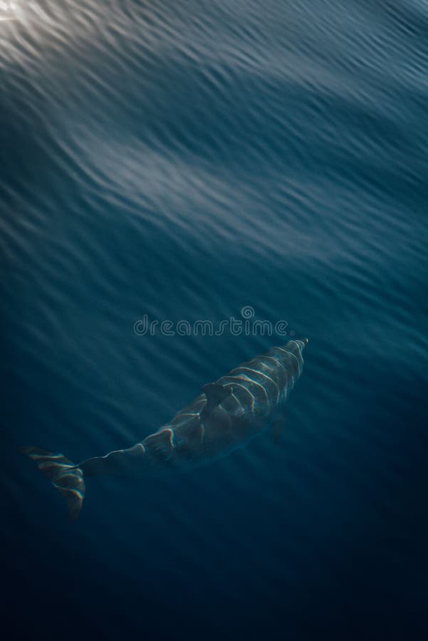 High-angle View of a Dolphin Swimming Under the Surface of a Sea Stock ...
