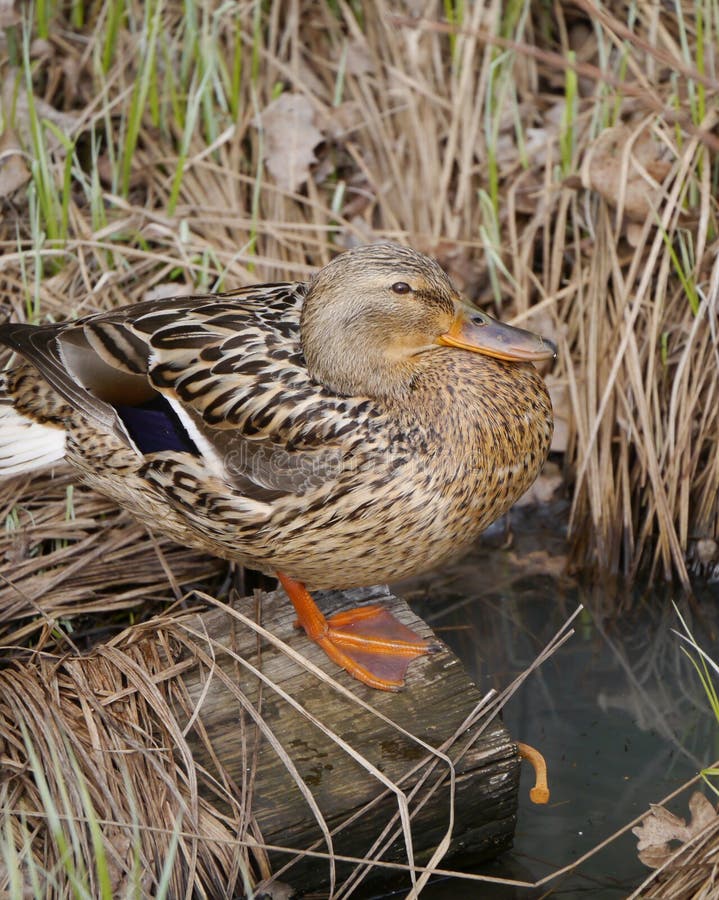 High Angle View of Duck Perching on Tree Trunk Stock Image - Image of ...