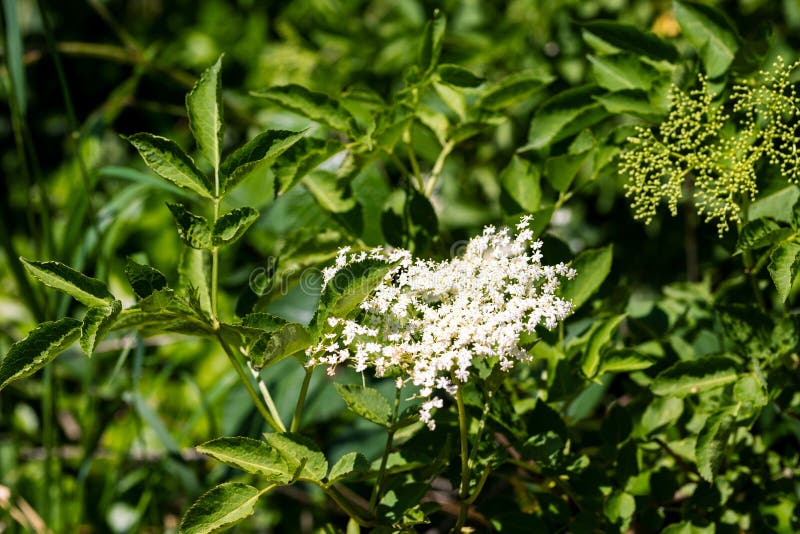 High-angle View of an Elder Plant Flowers Growing with Green Leaves ...