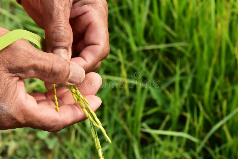 Asian Farmer Throwing Rice Seed by Hand on Wet Mud in Rice Field Stock ...