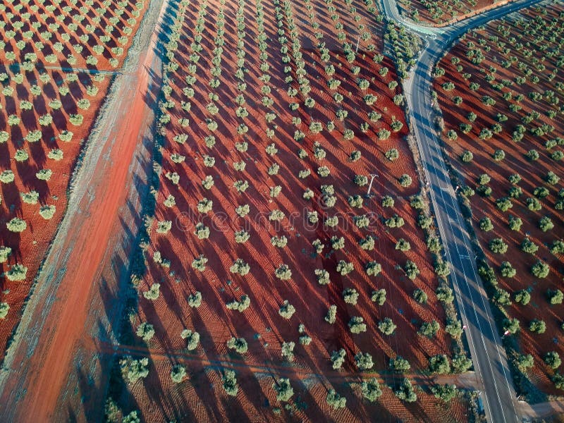 High Angle View of a Field Covered in Greenery and Red Ground ...