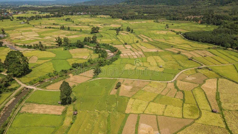 High Angle View of Field in Thailand Stock Photo - Image of field ...