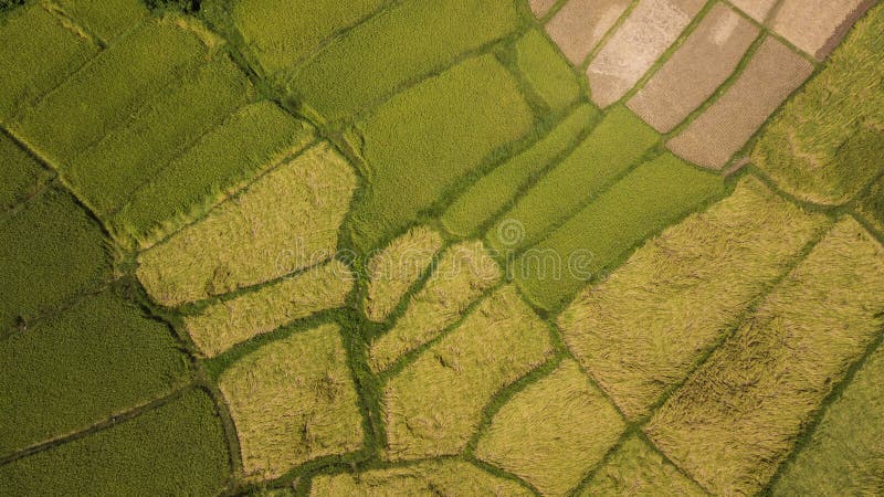 High Angle View of Field in Thailand Stock Image - Image of yellow ...